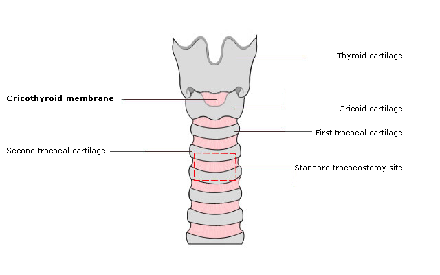 cart thyroidea
